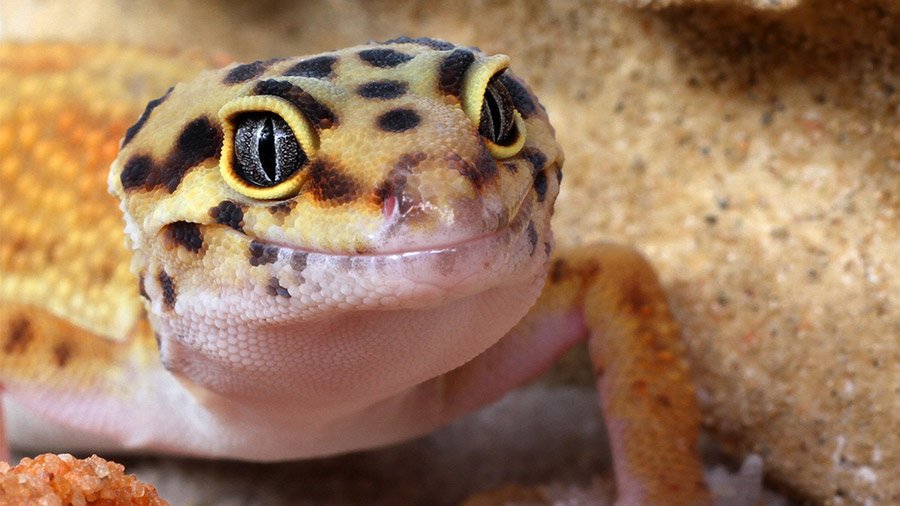 Lagartos como animal de estimação - Jornal Mais Notícias | Notícias e ...