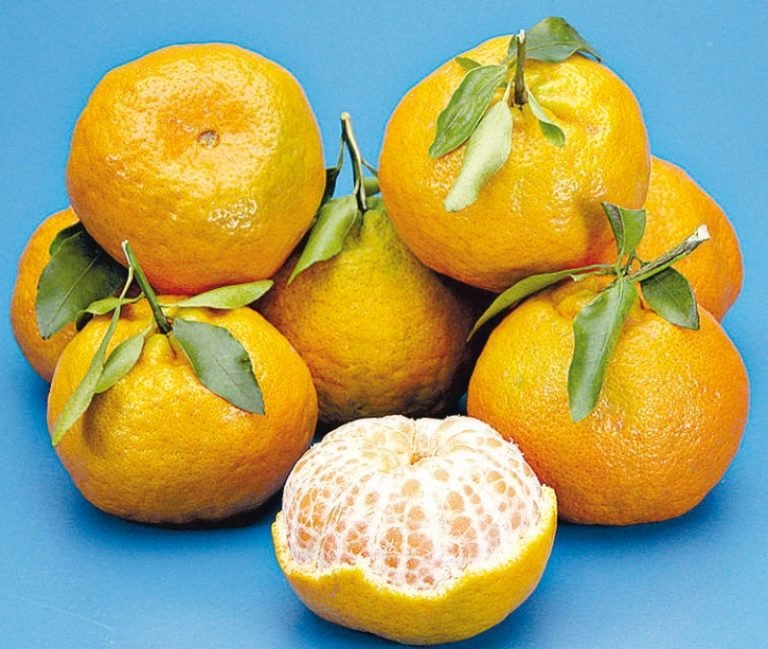 Mexerica - Alimento saudável que cura - Jornal Mais Notícias | Notícias ...