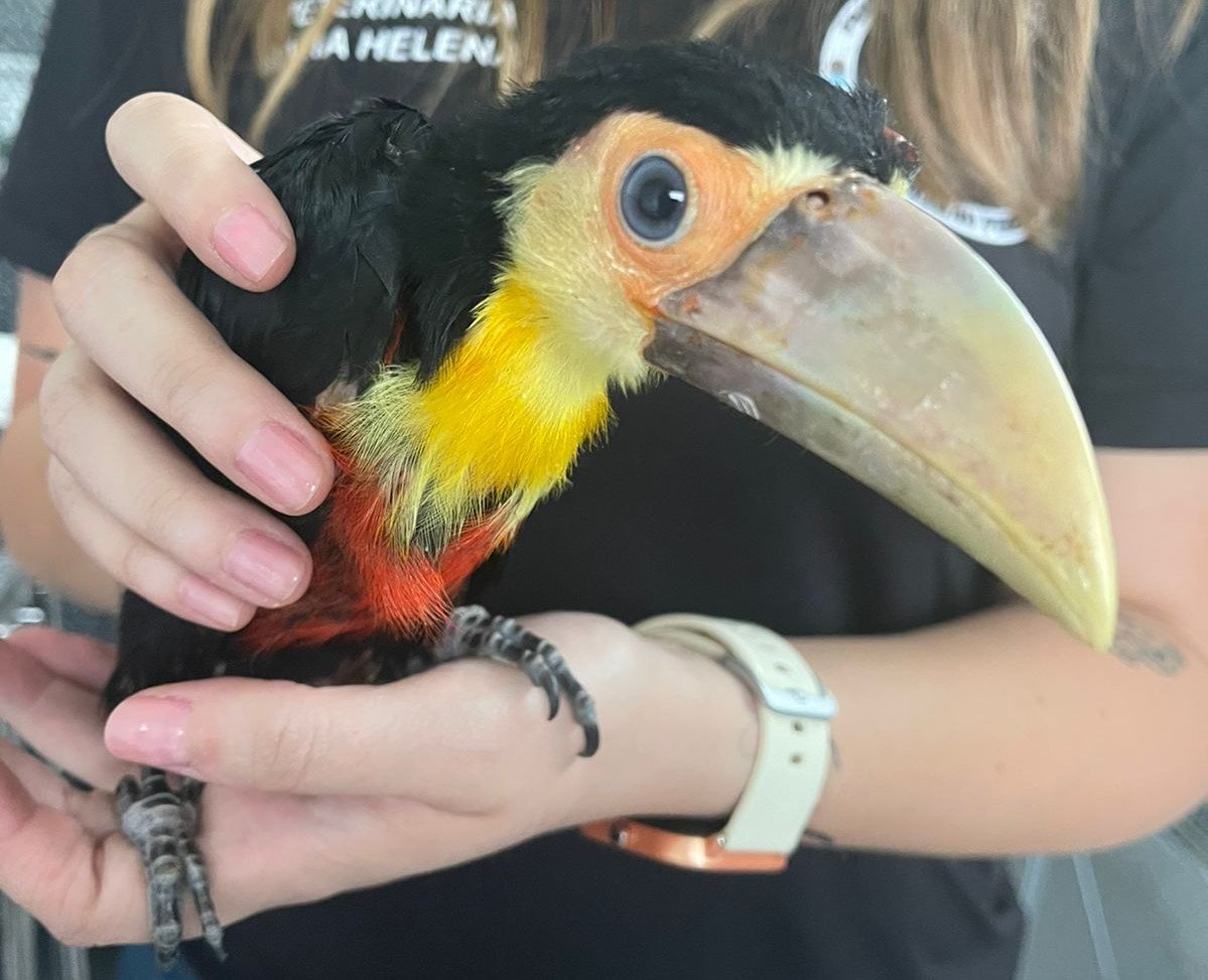 Equipe Ambiental de Ribeirão Pires salva dois filhotes de tucanos ...